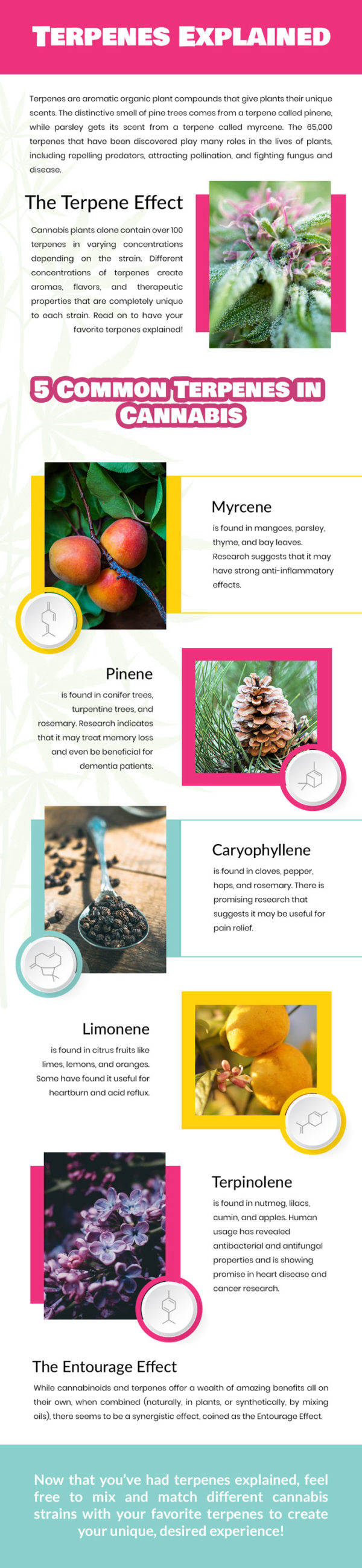 Terpenes Definition